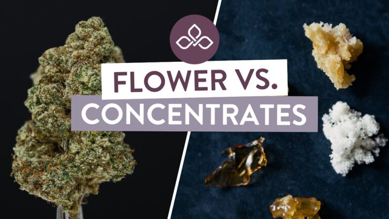 Cannabis Flower vs. Concentrates: What’s the Difference?